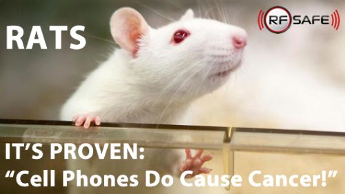 Rats There Is A Connection! NTP, RI, and Human Cancer Morphology * RF ...