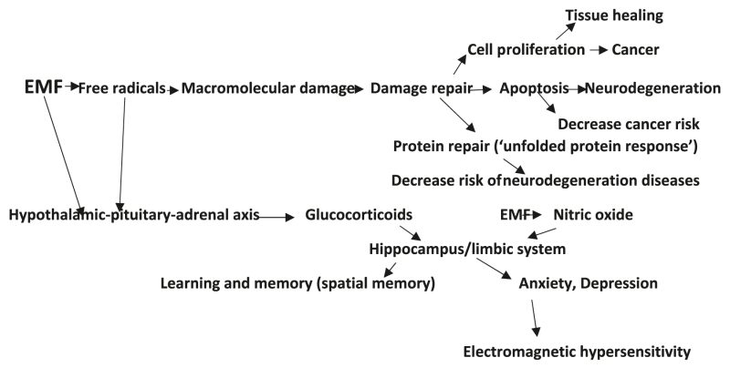 EMF Exposure Threat - How Anthropogenic EMFs Disrupt Our Biological ...